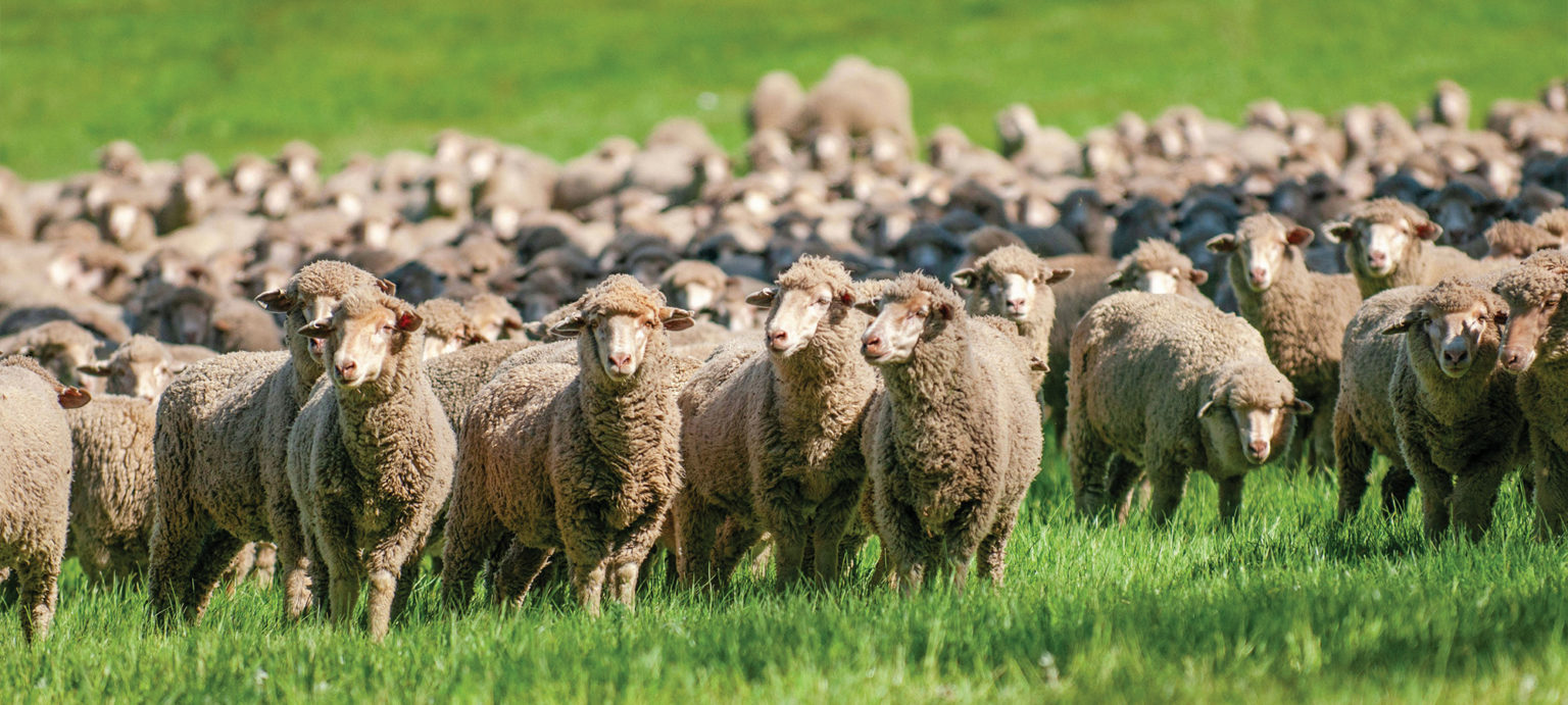 CALCIMATE – FINE LIMESTONE for Sheep – Calcimate